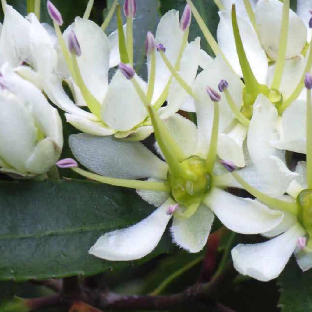 Tawari – Manawa Honey