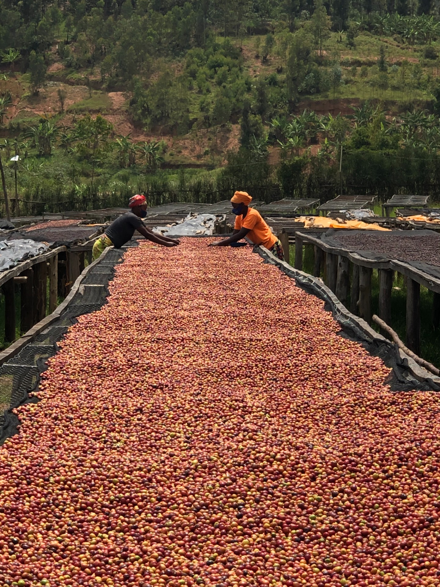 About Mbingo Mountain Coffee